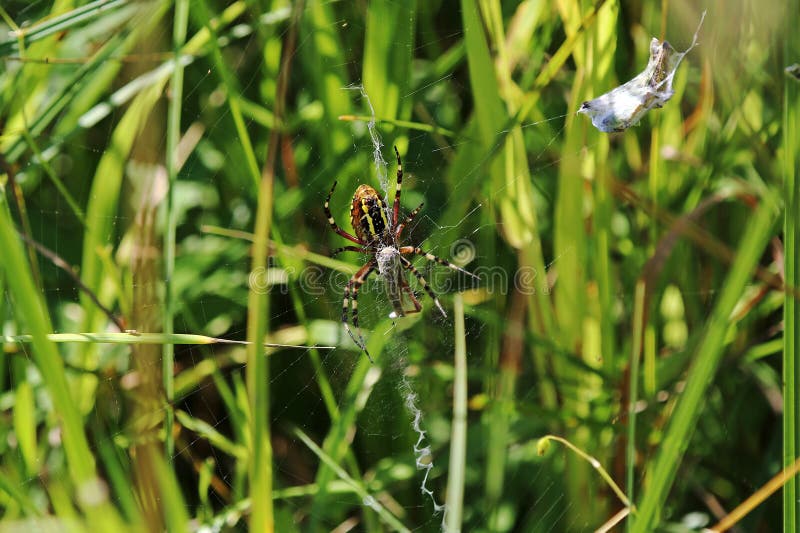 A Female Wasp Spider Has Caught Prey in Her Web Stock Photo - Image of ...