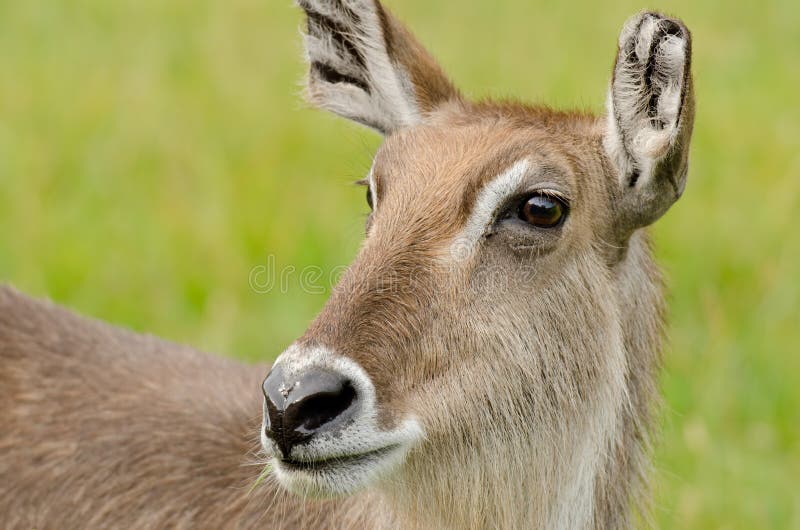 Female Waterbuck stock photo. Image of waterbuck, mammal - 20174638