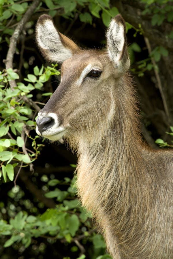 Female waterbuck stock image. Image of nature, conservation - 2291689