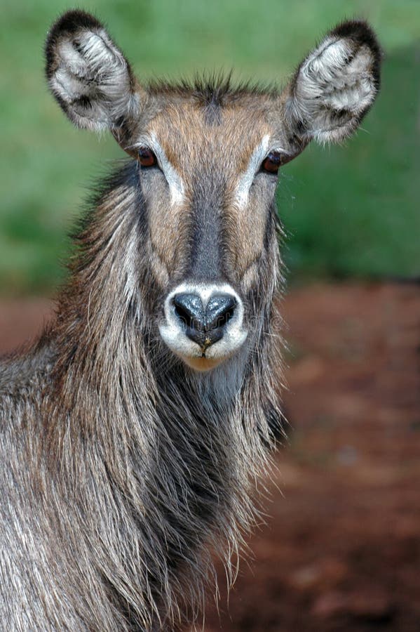 Female Waterbuck. Picture Image: 518885