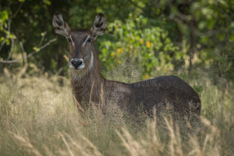 Female Waterbuck in Long Grass Facing Camera Stock Photo - Image of ...