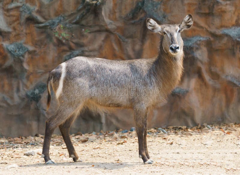 Female Waterbuck Face Closeup in the African Savannah. Stock Photo ...