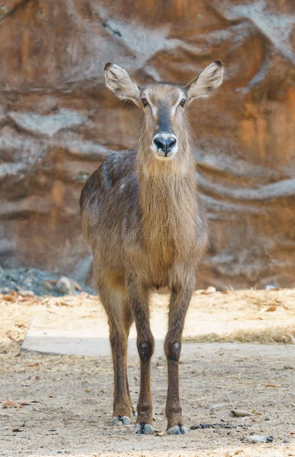 Female Waterbuck Face Closeup in the African Savannah. Stock Photo ...