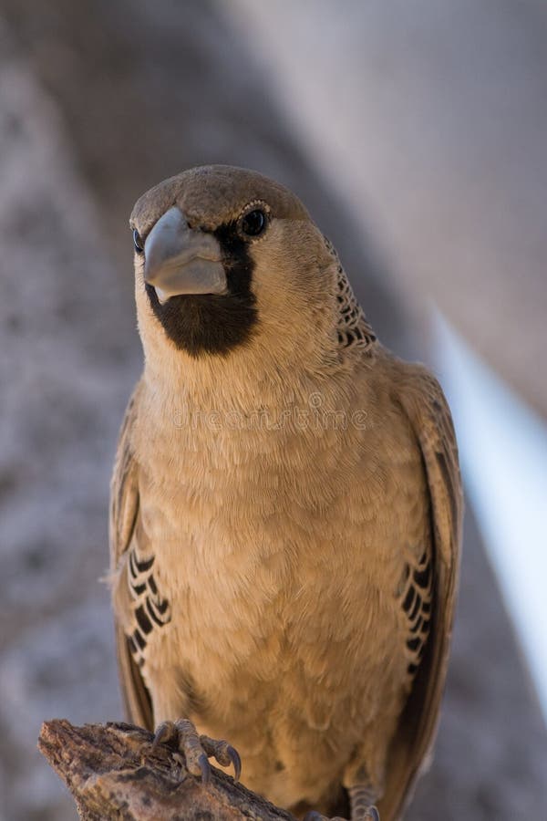 Female Weaver Bird stock photo. Image of wildlife, female - 72996010