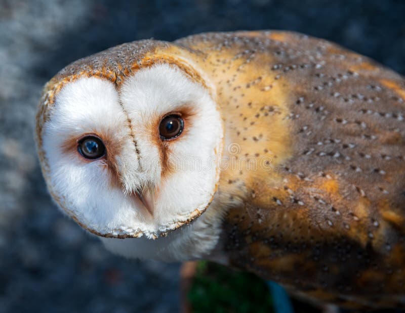 Female western barn owl stock photo. Image of alba, common - 334380096