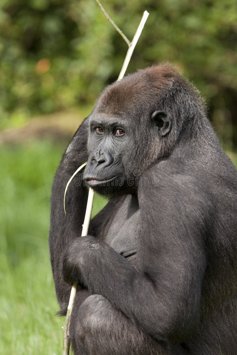 117 Gorilla Stick Figure Stock Photos - Free & Royalty-Free Stock ...