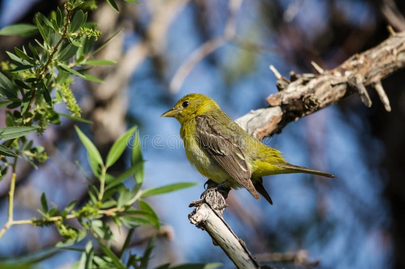 Female western tanager stock photo. Image of bird, peeling - 3721704