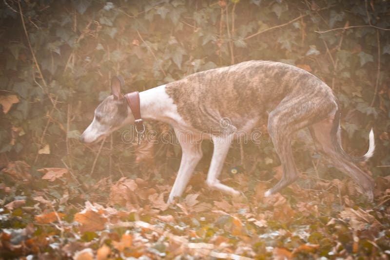 Female of Whippet is Going on Wall. Stock Photo - Image of outside ...