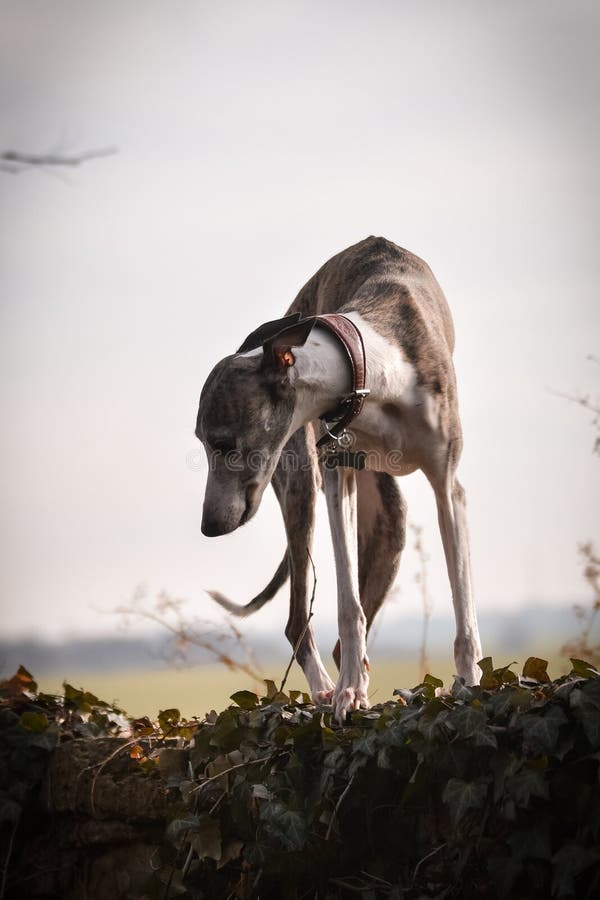 Female of Whippet is Going on Wall Stock Image - Image of mammals ...