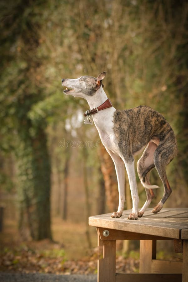 Female of Whippet is Sitting on Bench. Stock Photo - Image of dogs ...