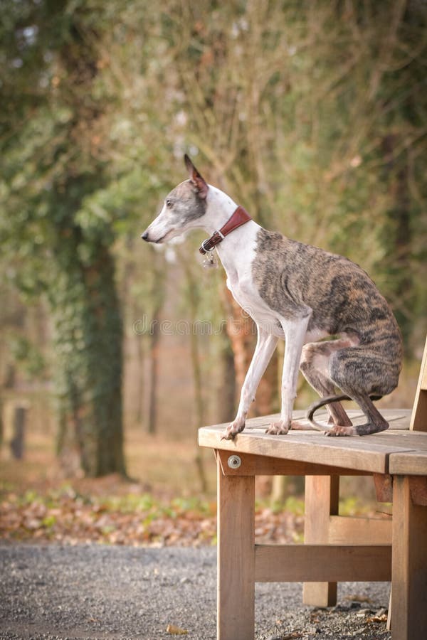 Female of Whippet is Sitting on Bench. Stock Image - Image of domestic ...