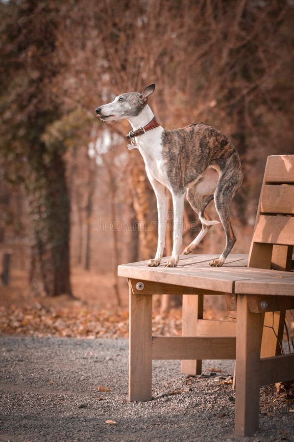 Female of Whippet is Sitting on Bench. Stock Image - Image of female ...