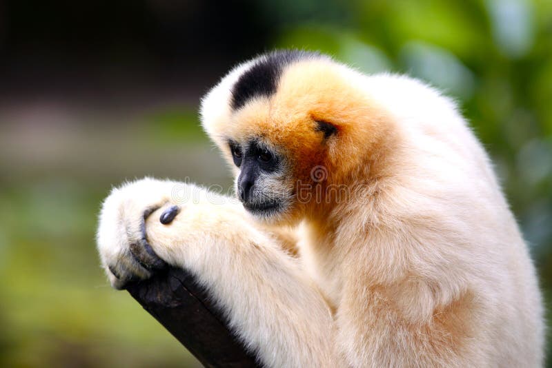 White-cheeked Gibbon Monkey (Nomascus) Stock Image - Image of hangs ...