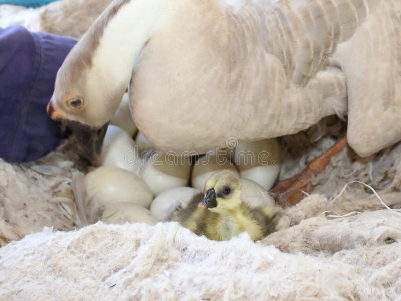 Female White Geese are Hatching. Stock Image - Image of eggs, field ...