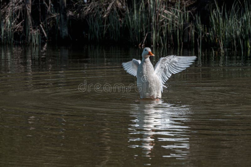 Female white mallard duck stock image. Image of albinism - 225367787