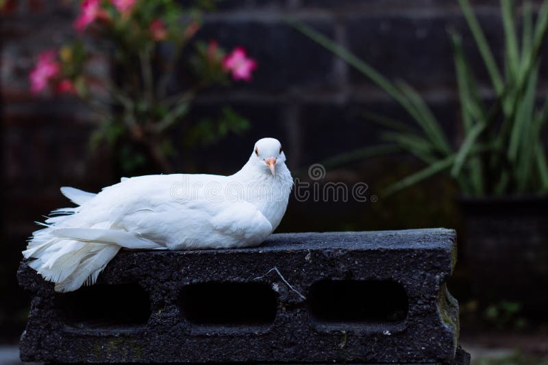 Female White Pigeon Resting in the Yard Stock Photo - Image of female ...