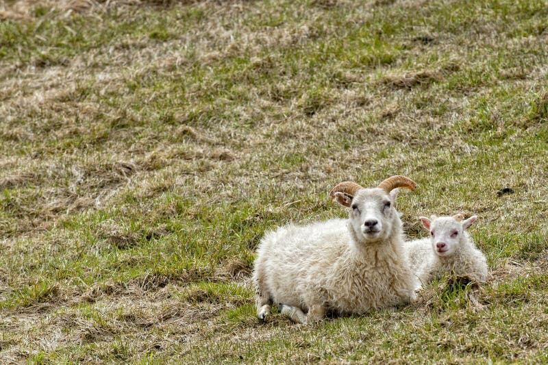 A Big White Ram Sheep with Long Horns Looking at You Close Up Stock ...