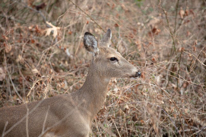 Female White Tailed Deer Doe Profile Headshot Stock Photo - Image of ...