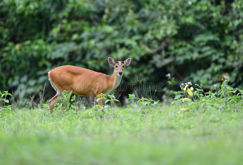 Female White-tailed Deer in a Field of Tall Grass Stock Image - Image ...