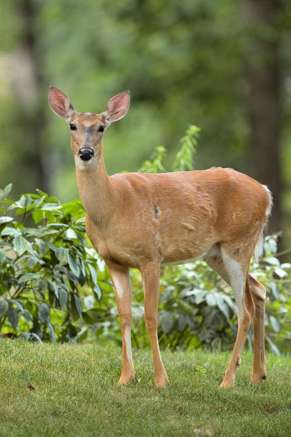 190+ Wildlife yard Free Stock Photos - StockFreeImages