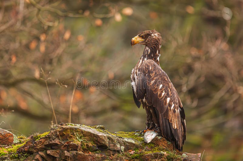 Female White-tailed Eagle (Haliaeetus Albicilla) with the Caught Fish ...