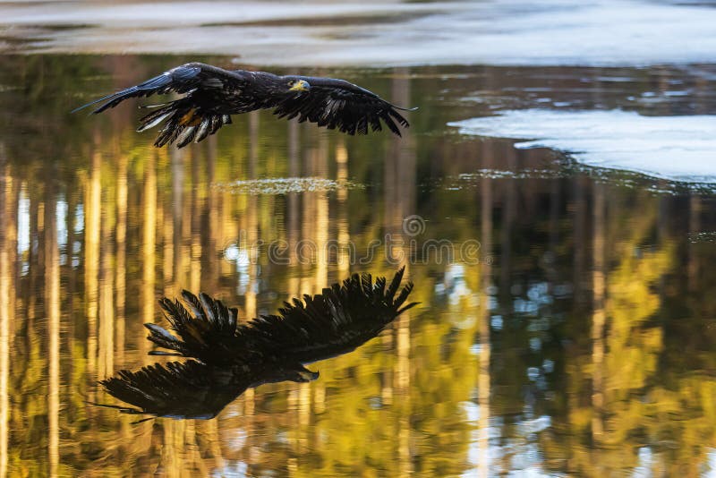 Female White-tailed Eagle Haliaeetus Albicilla in Flight Over Water ...