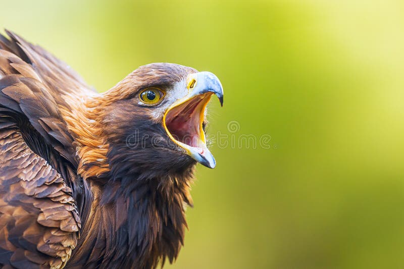 Female White-tailed Eagle (Haliaeetus Albicilla) Open Beak Screaming ...