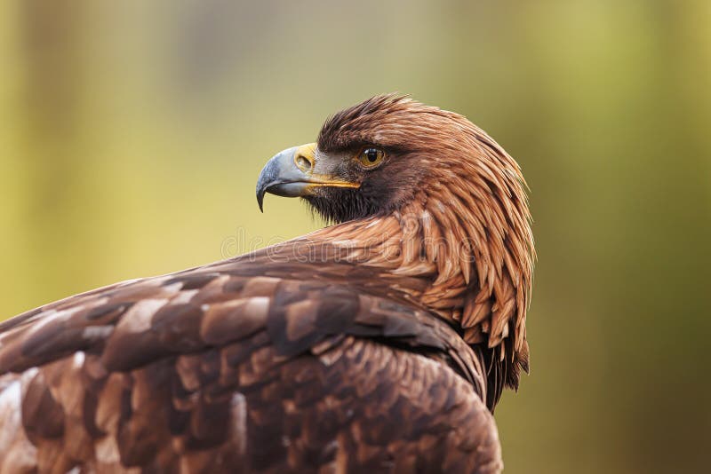 Female White-tailed Eagle Haliaeetus Albicilla Portrait with Head ...