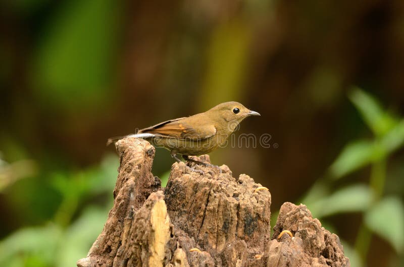 Female white-tailed robin stock photo. Image of birding - 23481684