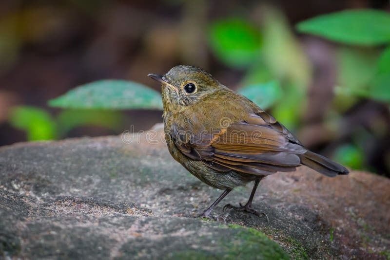 Female White-tailed robin stock image. Image of head - 48834085