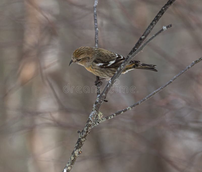 Female Red Crossbill stock image. Image of bird, chowing - 8415503