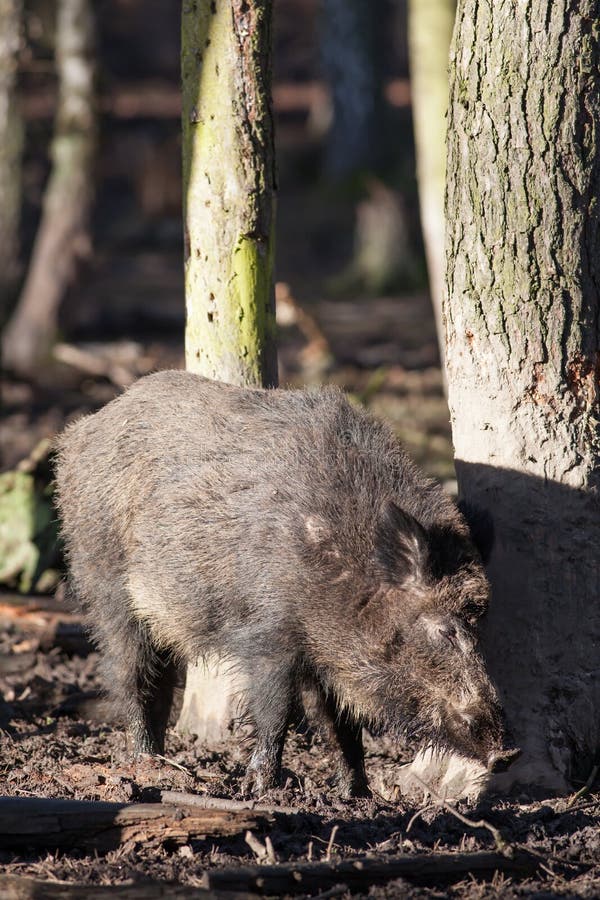 Female wild boar stock image. Image of brown, dangerous - 50011947