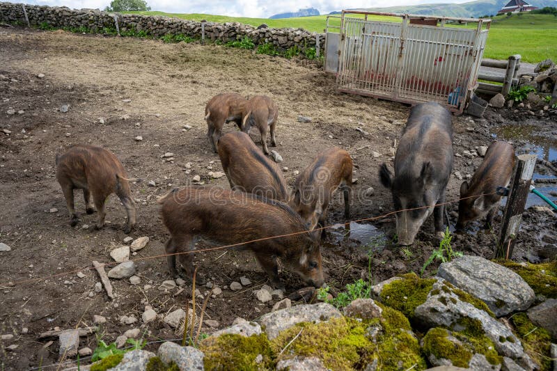 Female Wild Boar (Sus Scrofa) with Piglets in Enclosure Stock Photo ...