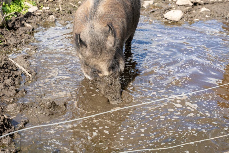 Female Wild Boar (Sus Scrofa) with Snout in Mud Stock Image - Image of ...