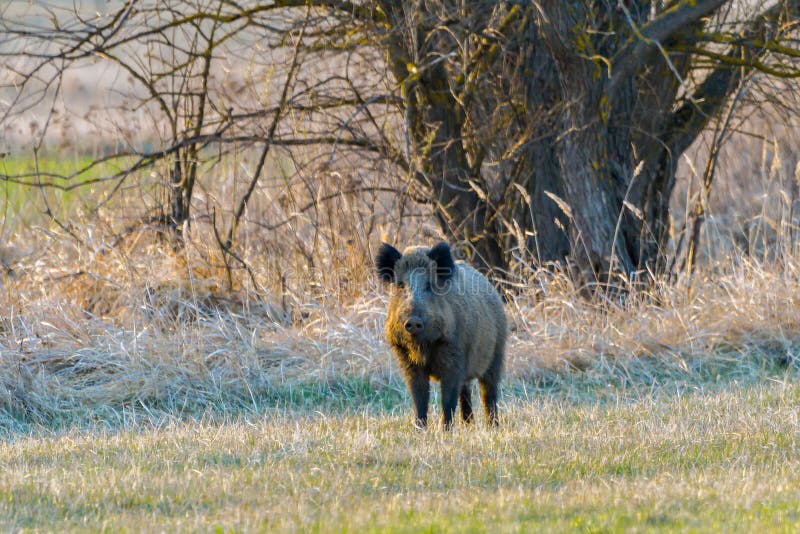 Female Wild Boar Sus Scrofa in Spring, in Coniferous Forest on Edge of ...