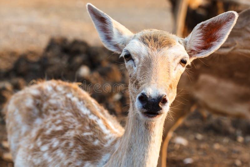 Female wild dear face stock photo. Image of mammal, wildlife - 31301306
