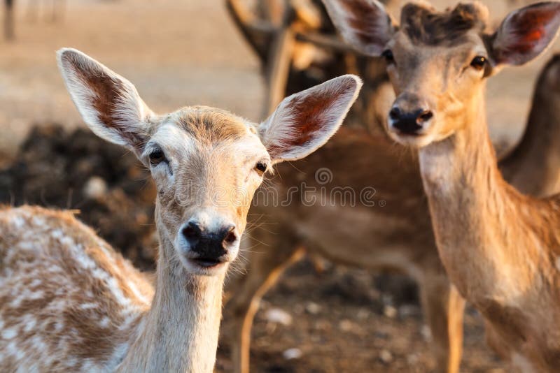 Female wild dear head stock photo. Image of mammal, brown - 31998548