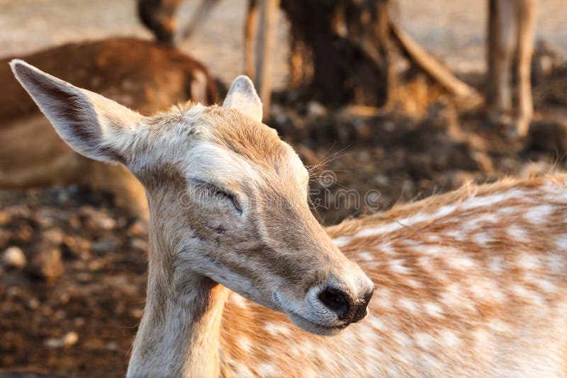 Female wild dear head stock photo. Image of mammal, brown - 31998548