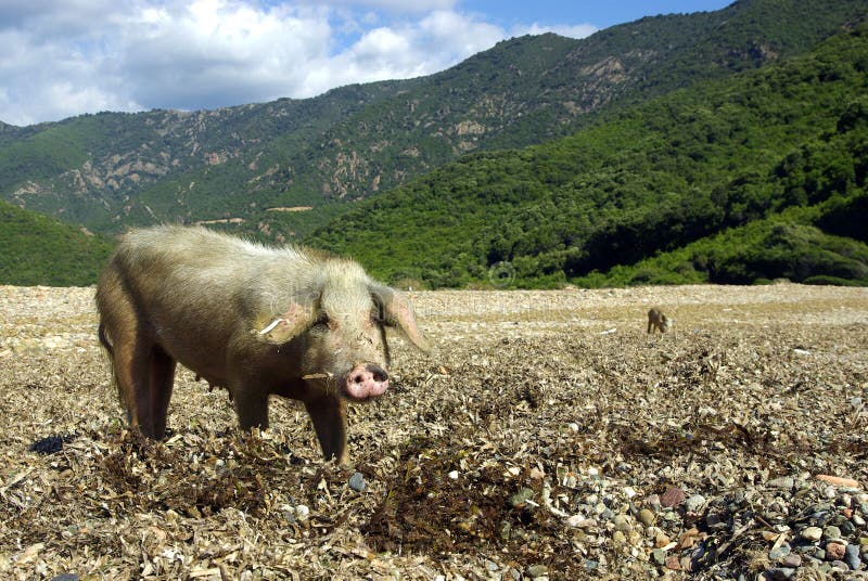 Female wild pig stock photo. Image of animal, reserve - 16619736