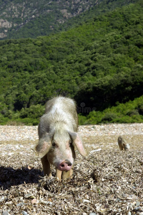 Female wild pig stock photo. Image of creature, swine - 16634672