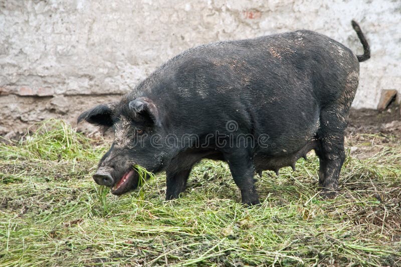 Rare Breed Cornish Black Pig with Curly Tail Stock Photo - Image of ...