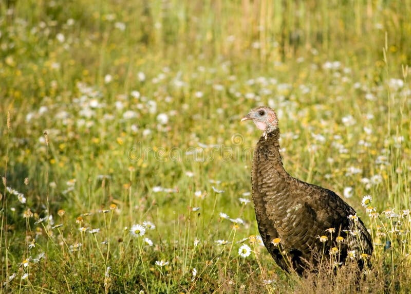 2,100 Female Wild Turkey Stock Photos - Free & Royalty-Free Stock ...
