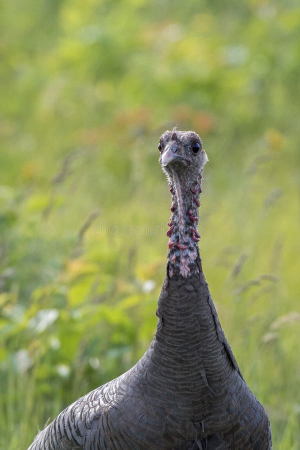 Female wild turkey stock image. Image of nature, islam - 185870041