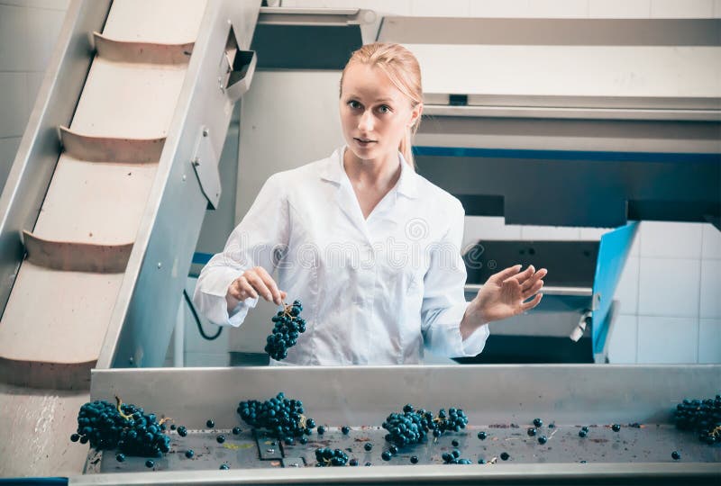 Grape Sorting stock image. Image of crushing, sorting - 1317527