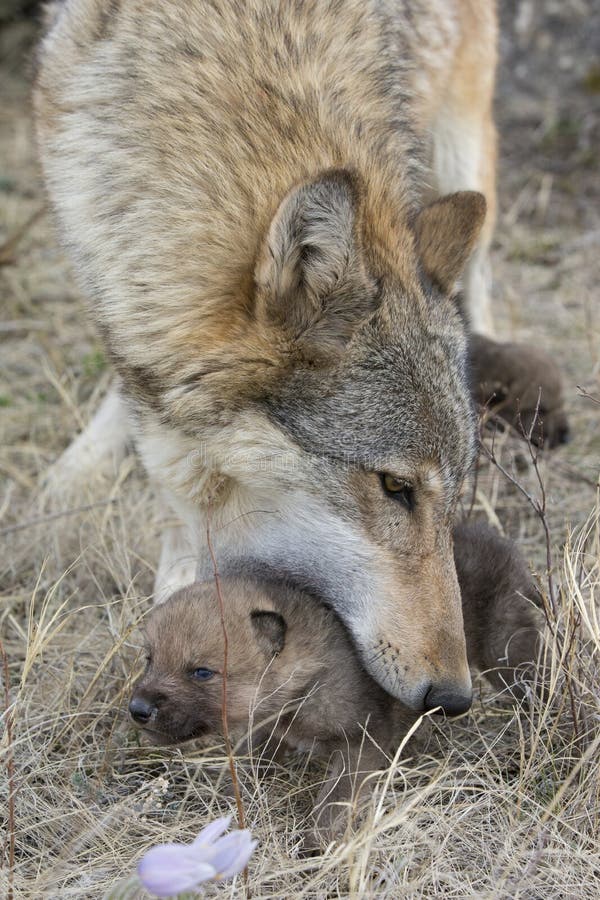 A Female Wolf Snaps at a Male Wolf and he Deftly Dodges a Bite. a Fight ...
