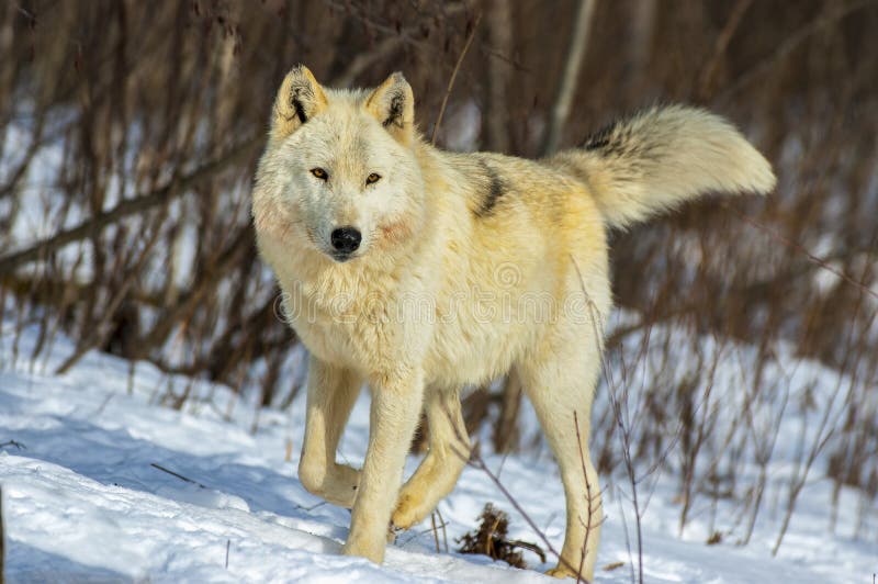 Female wolf pack leader stock photo. Image of wildlife - 183201680