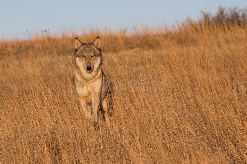Female Wolf Running through Tall Prairie Grass Stock Image - Image of ...