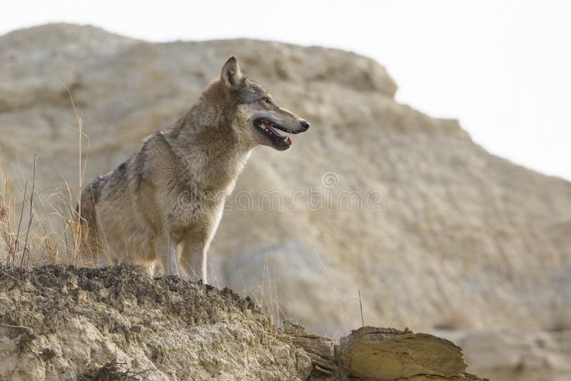 Female Wolf Standing Near Cliffs Edge Stock Photo - Image: 42659478