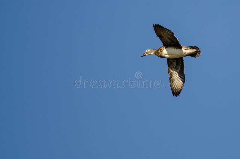Female Wood Duck Flying in a Blue Sky Stock Photo - Image of circling ...