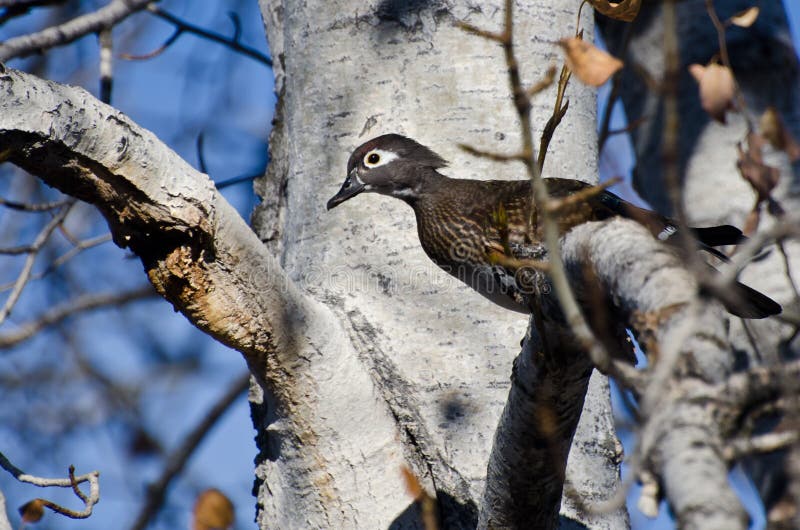 Female Wood Duck Perched in a Tree Stock Image - Image of wild, wood ...